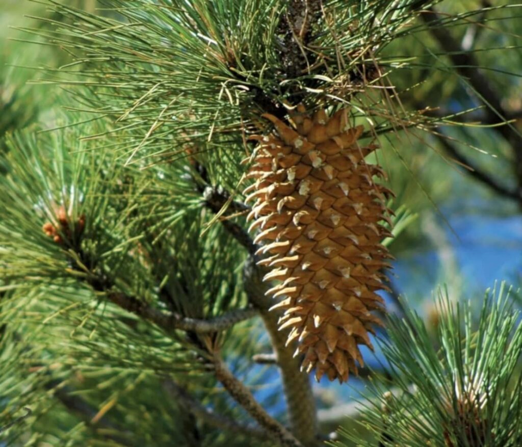 Pine Flavor Pack - terpfi3nd genetics